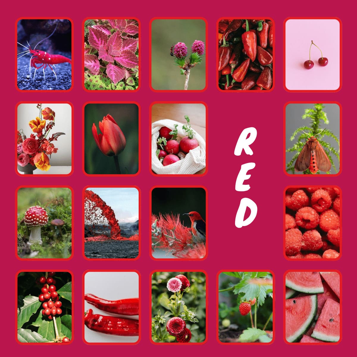 Red Things: +100 Examples of Dazzling Reds in Nature - Eggradients.com
